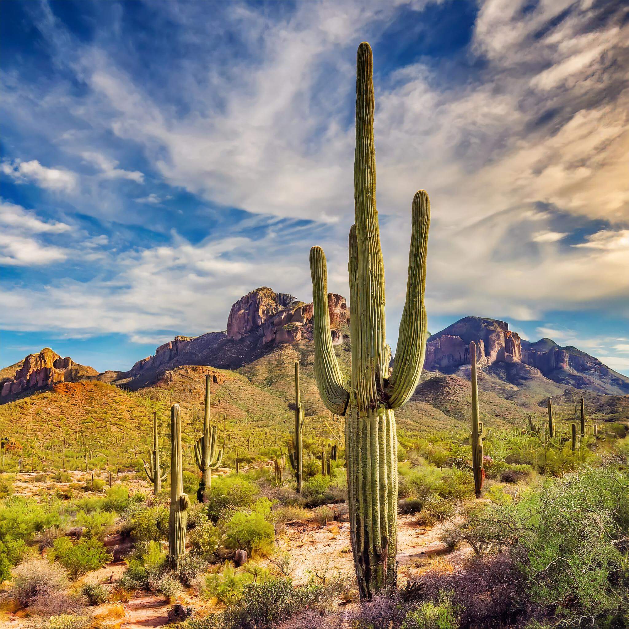 Explore Saguaro National Park Souvenirs | Wander the Trails – Poppy and Oak